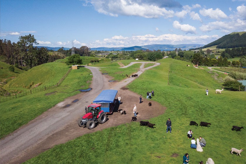 Activities at Agrodome | Fun Things to do in Rotorua