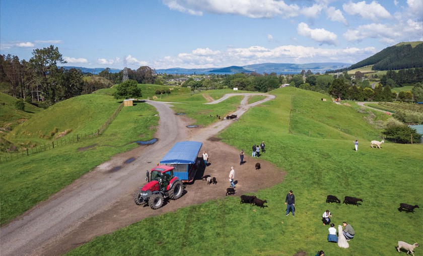 Activities at Agrodome | Fun Things to do in Rotorua